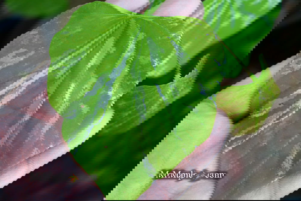 Buy Cercis canadensis 'Alley Cat' Variegated Redbud Tree — Mr Maple ...