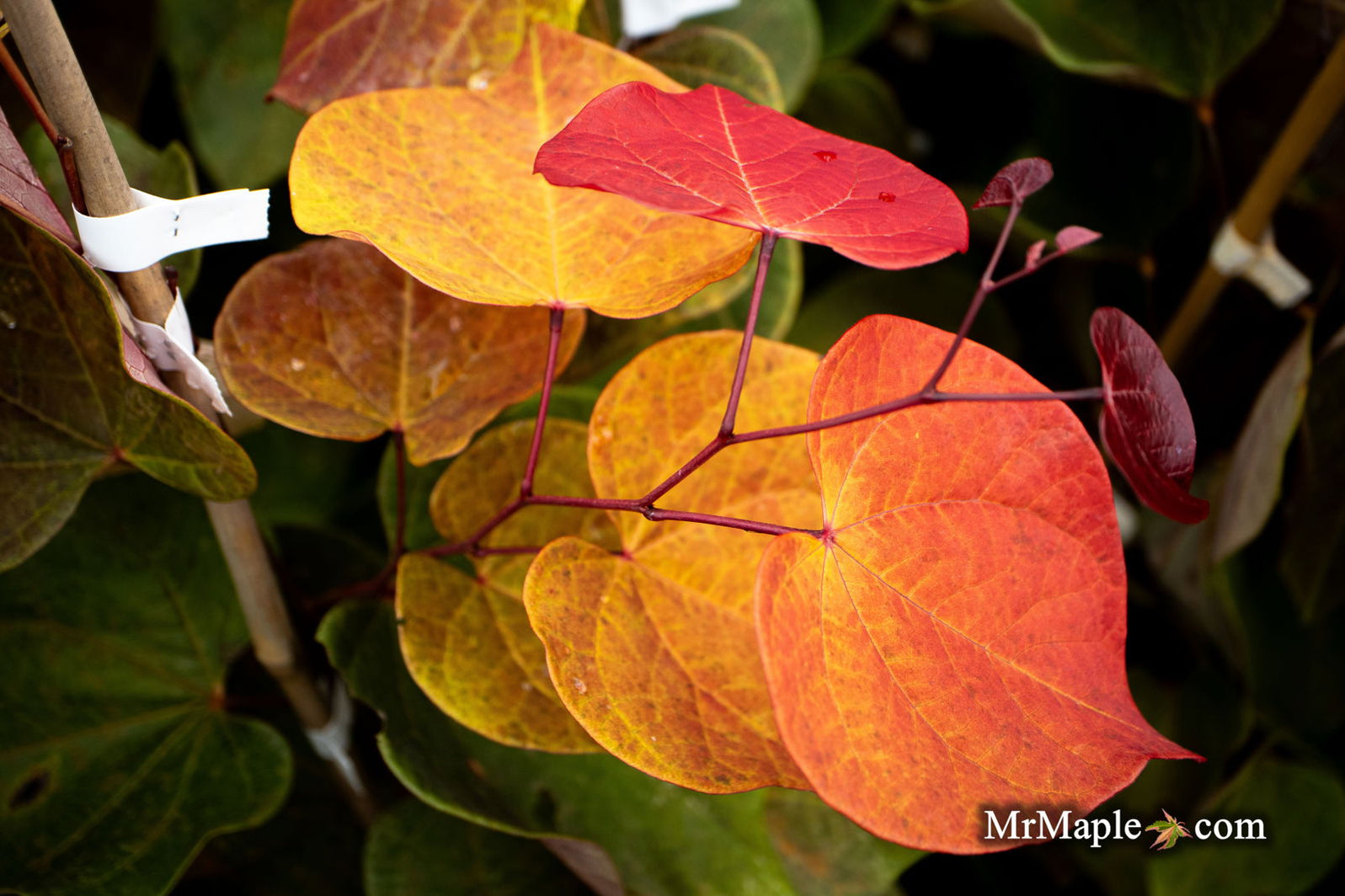 Buy Cercis canadensis 'Hearts A Fire' Redbud Tree — Mr Maple │ Buy ...
