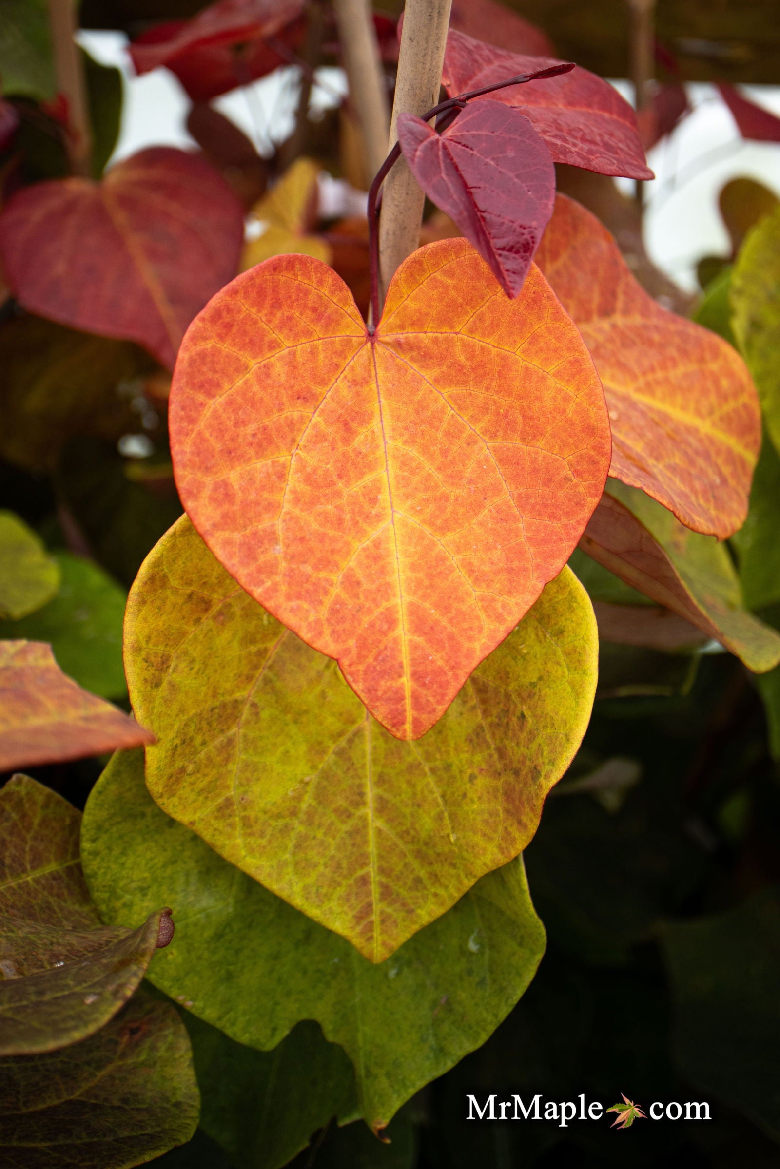 Buy Cercis canadensis 'Hearts A Fire' Redbud Tree — Mr Maple │ Buy ...