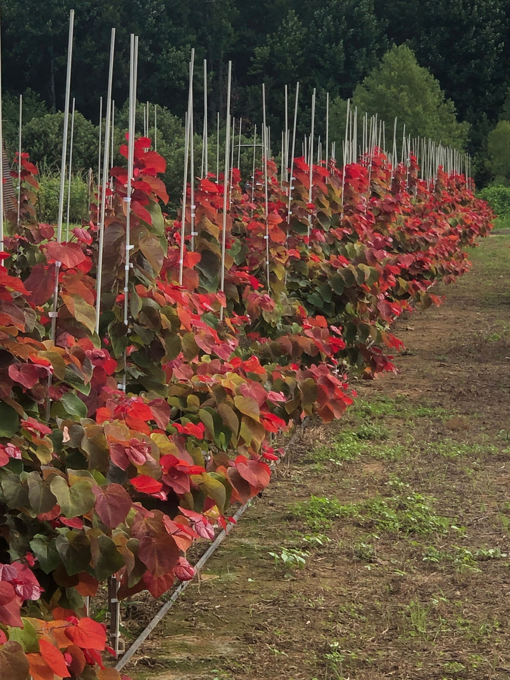 Buy Cercis canadensis 'Hearts A Fire' Redbud Tree — Mr Maple │ Buy ...