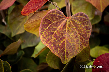 Buy Cercis canadensis 'Hearts A Fire' Redbud Tree — Mr Maple │ Buy ...