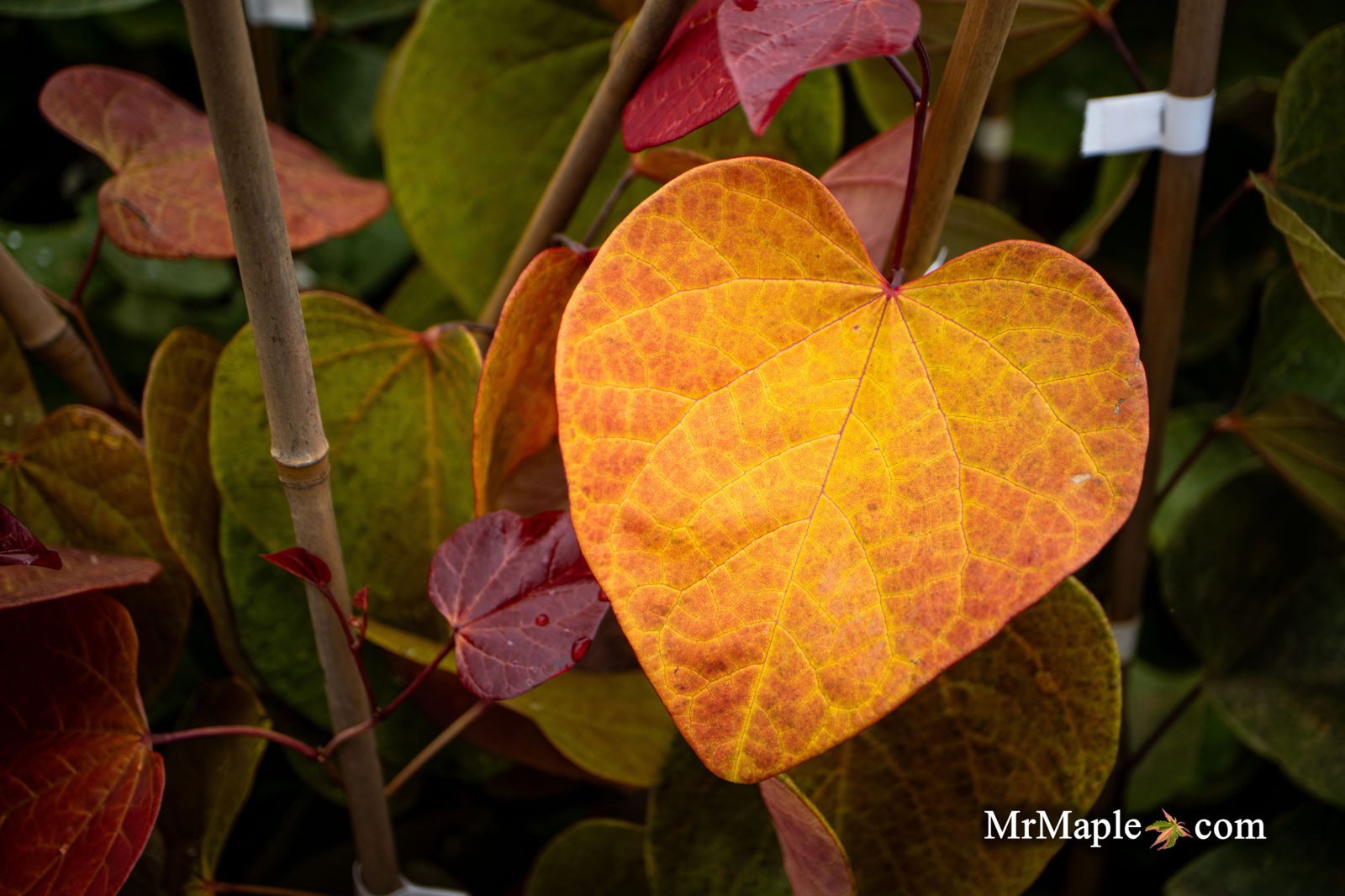 Buy Cercis canadensis 'Hearts A Fire' Redbud Tree — Mr Maple │ Buy ...