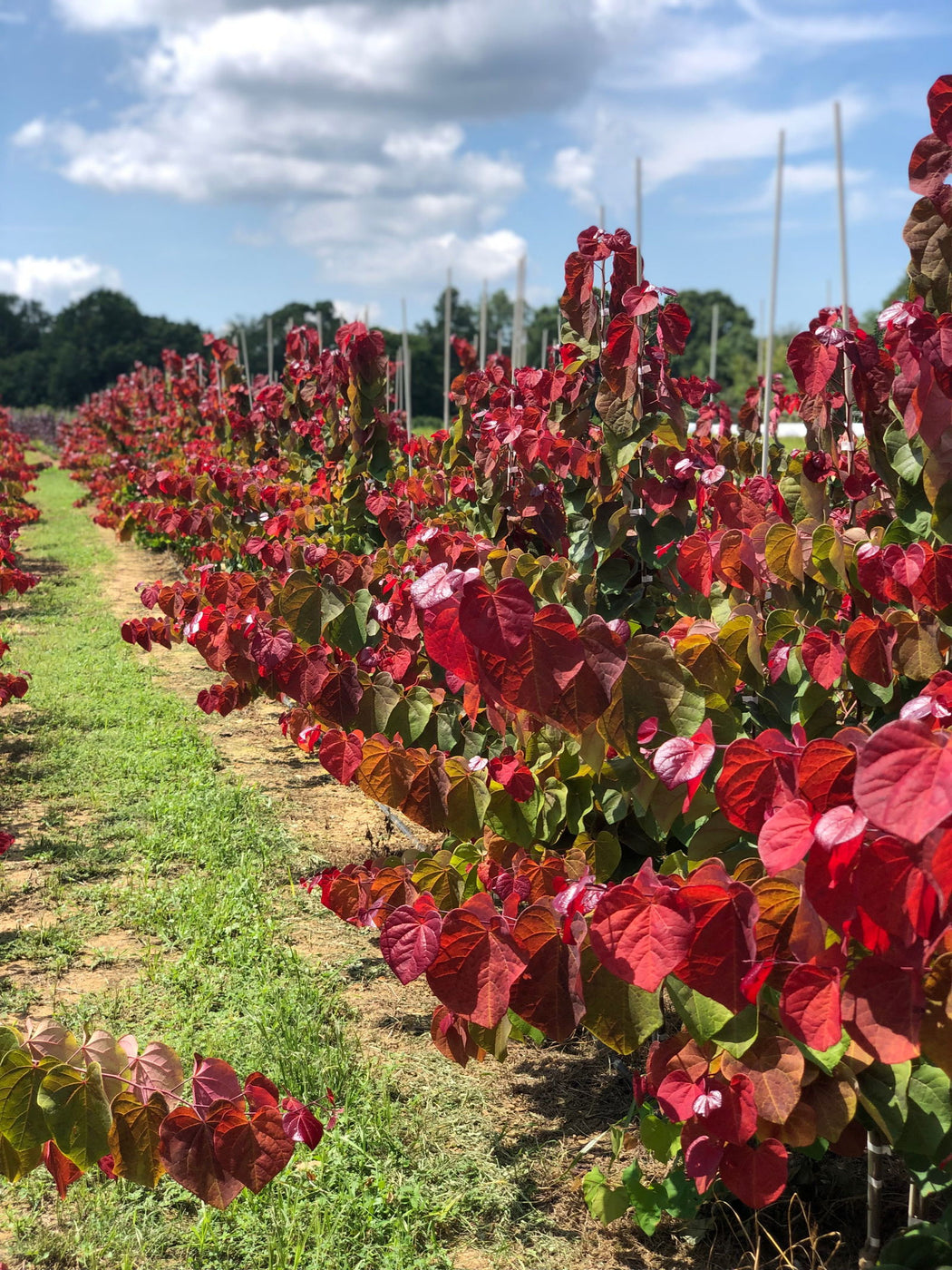 Buy Cercis canadensis 'Hearts A Fire' Redbud Tree — Mr Maple │ Buy ...