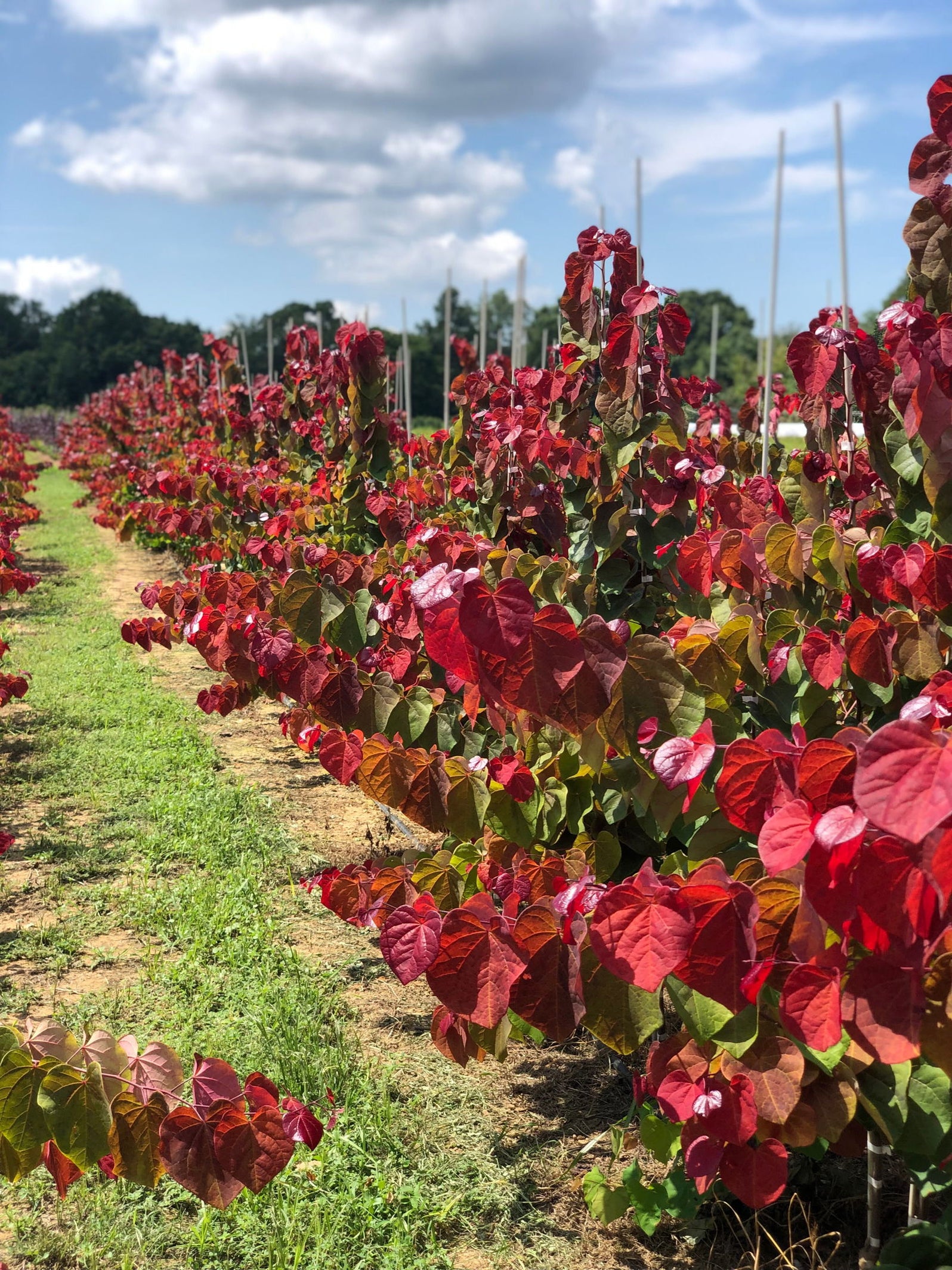 Buy Cercis canadensis 'Hearts A Fire' Redbud Tree — Mr Maple │ Buy ...