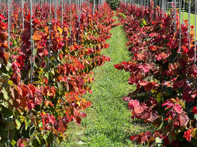 Buy Cercis canadensis 'Hearts A Fire' Redbud Tree — Mr Maple │ Buy ...