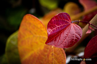 Buy Cercis canadensis 'Hearts A Fire' Redbud Tree — Mr Maple │ Buy ...