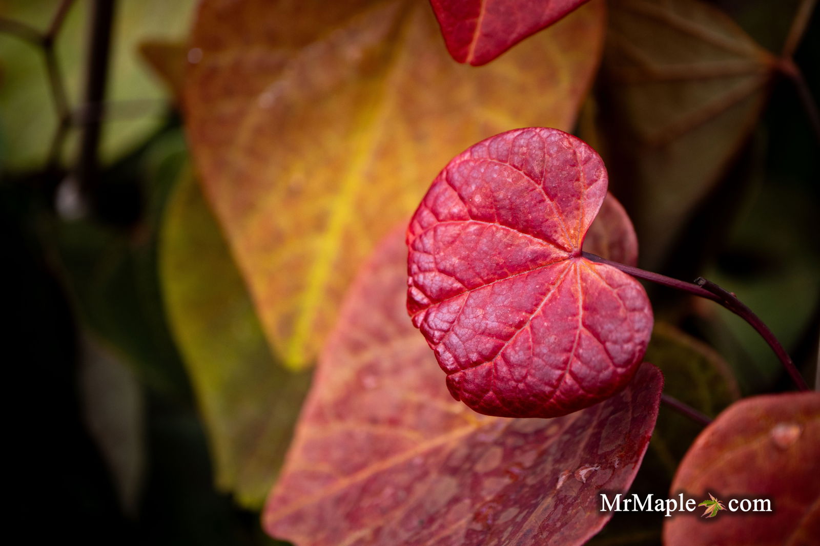 Buy Cercis canadensis 'Hearts A Fire' Redbud Tree — Mr Maple │ Buy ...