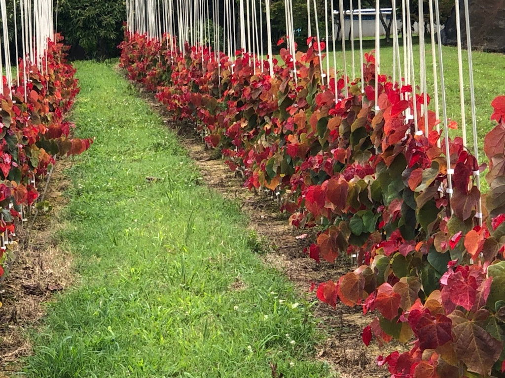 Buy Cercis canadensis 'Hearts A Fire' Redbud Tree — Mr Maple │ Buy ...