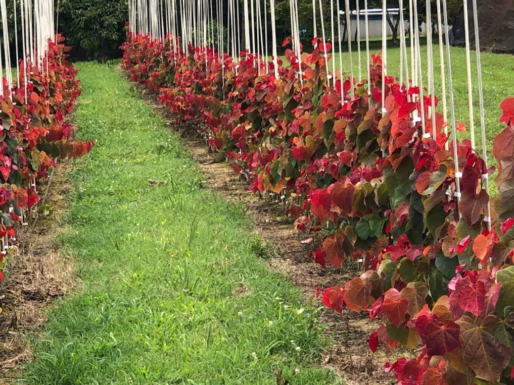 Buy Cercis canadensis 'Hearts A Fire' Redbud Tree — Mr Maple │ Buy ...