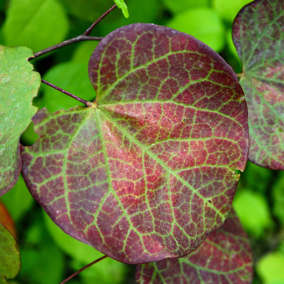Buy Cercis canadensis 'Little Woddy' Dwarf Redbud Tree — Mr Maple │ Buy ...