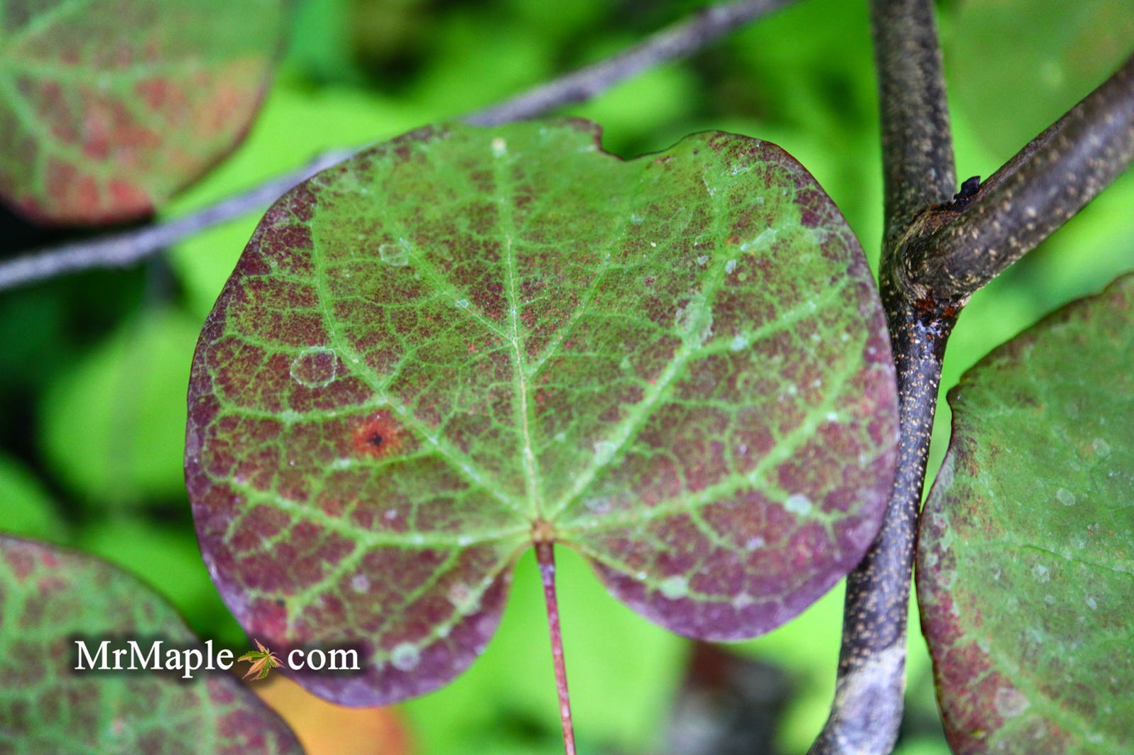 Buy Cercis canadensis 'Little Woddy' Dwarf Redbud Tree — Mr Maple │ Buy ...