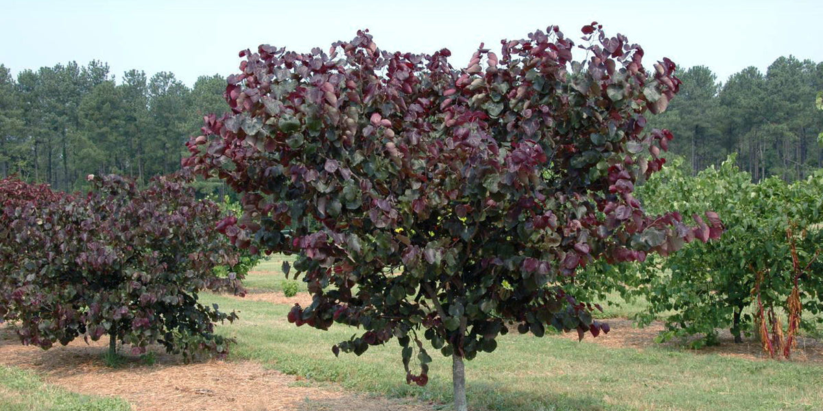 Buy Cercis canadensis 'Merlot' Red Foliage Redbud Tree — Mr Maple │ Buy ...