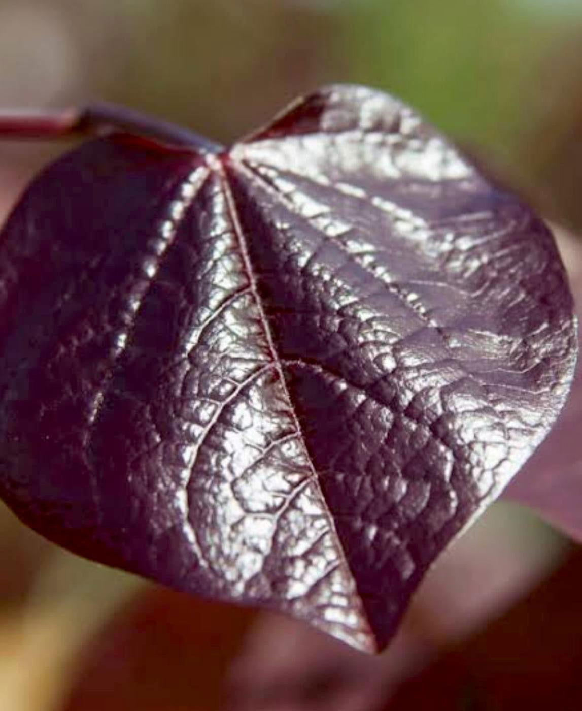 Buy Cercis canadensis 'Merlot' Red Foliage Redbud Tree — Mr Maple │ Buy ...