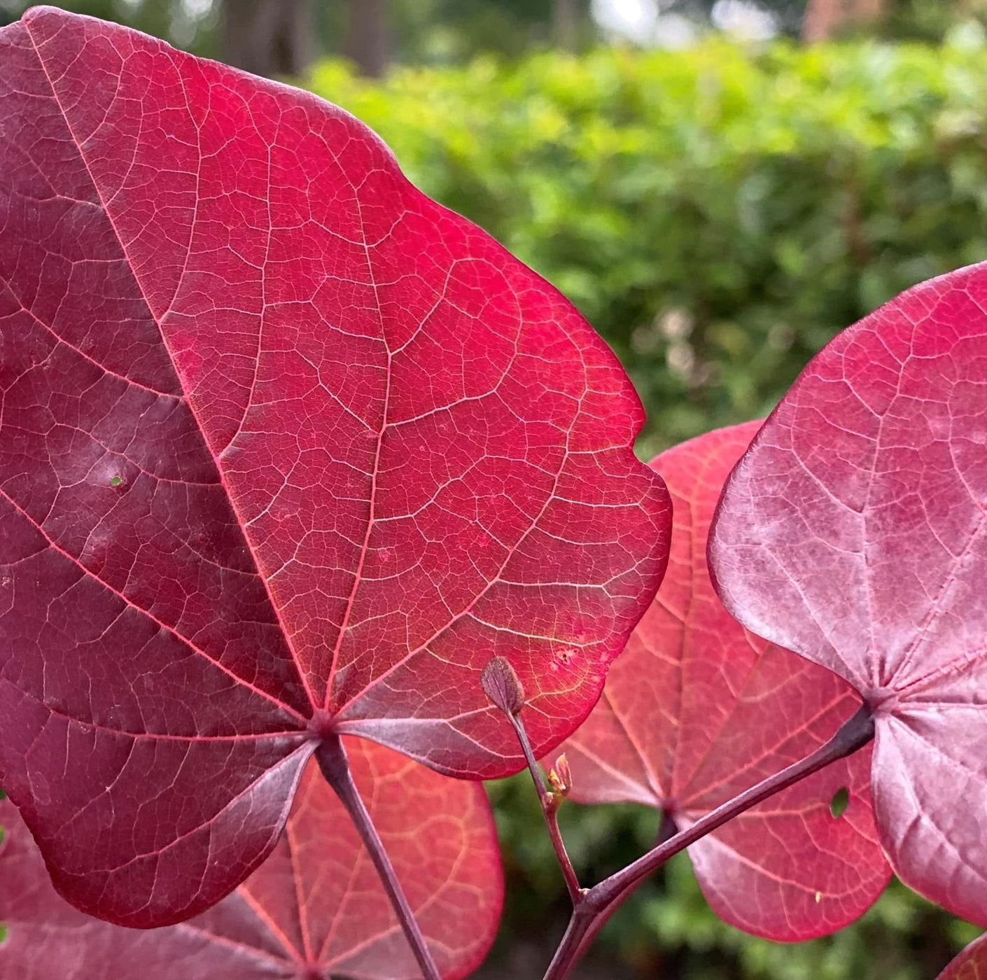 Buy Cercis canadensis 'Merlot' Red Foliage Redbud Tree — Mr Maple │ Buy ...
