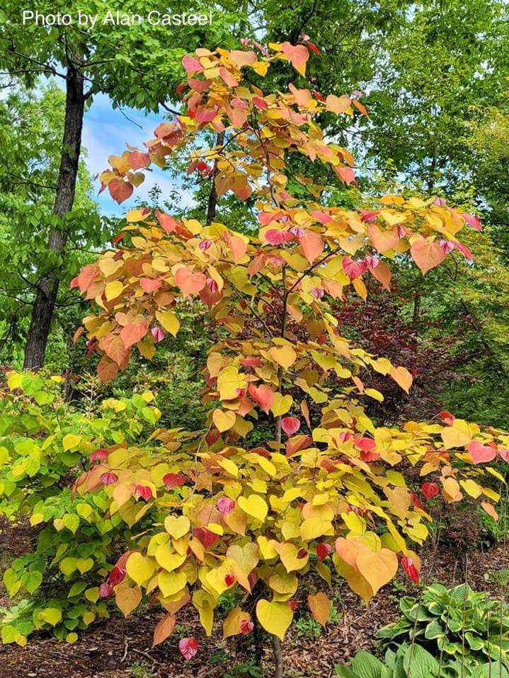 Buy Cercis canadensis 'NC2016-2' Flame Thrower® Redbud Tree — Mr Maple ...