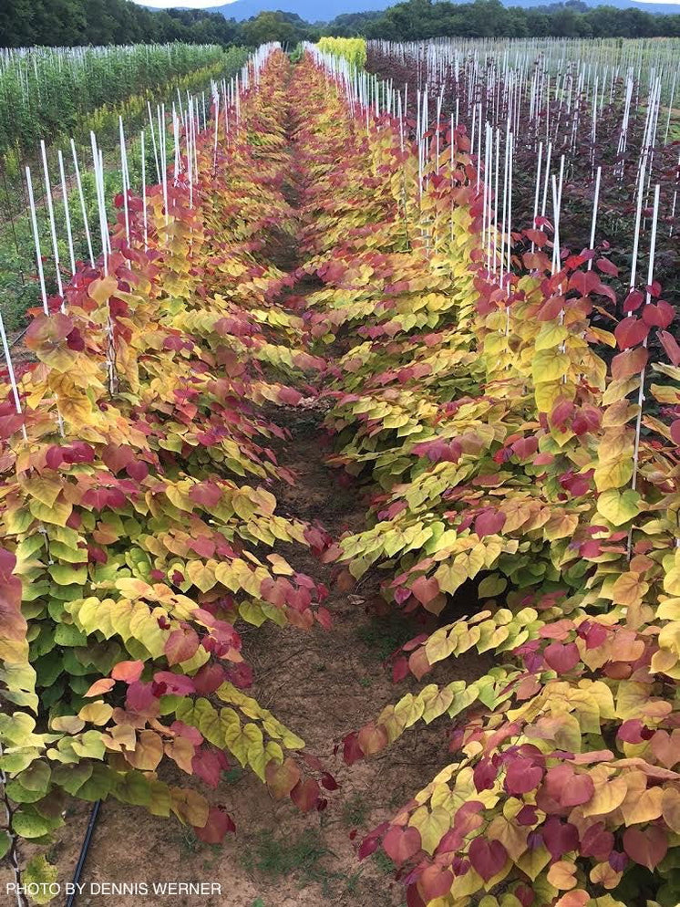 Buy Cercis canadensis 'NC2016-2' Flame Thrower® Redbud Tree — Mr Maple ...
