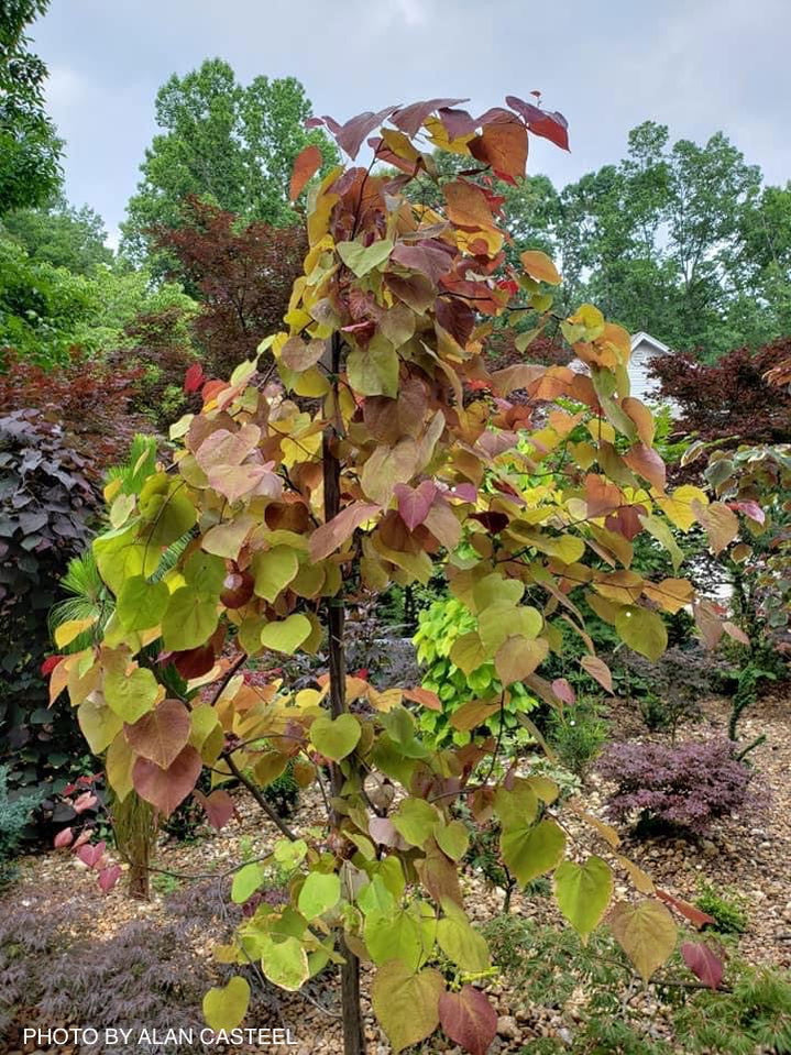 Buy Cercis canadensis 'NC2016-2' Flame Thrower® Redbud Tree — Mr Maple ...