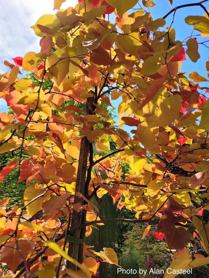 Buy Cercis canadensis 'NC2016-2' Flame Thrower® Redbud Tree — Mr Maple ...