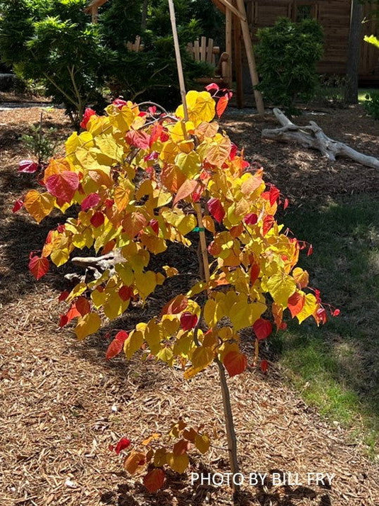 Buy Cercis canadensis 'NC2016-2' Flame Thrower® Redbud Tree — Mr Maple ...