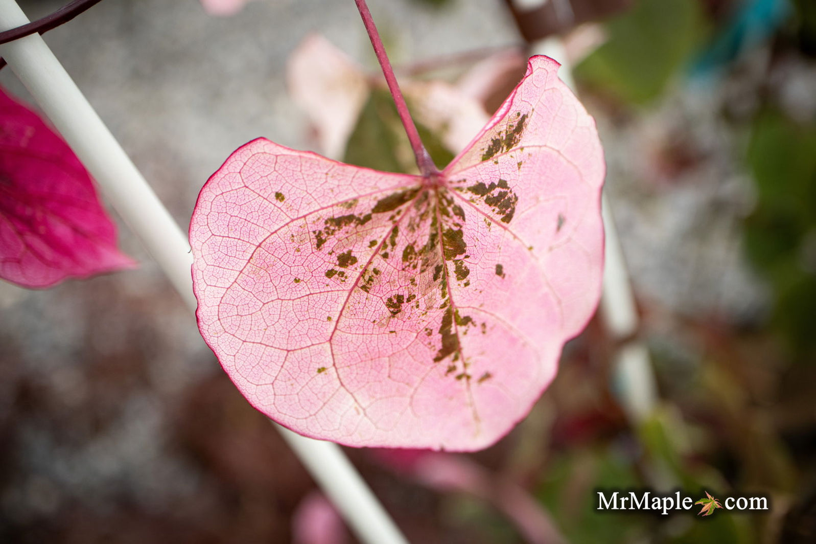 Buy Cercis canadensis 'Carolina Sweetheart' Variegated Redbud Tree — Mr ...