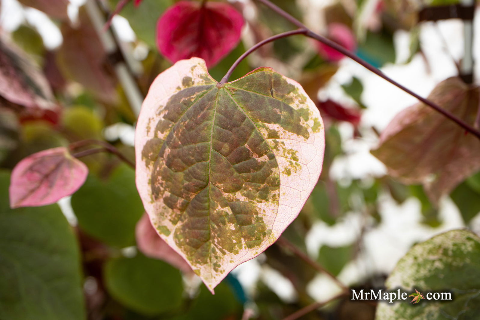Buy Cercis canadensis 'Carolina Sweetheart' Variegated Redbud Tree — Mr ...