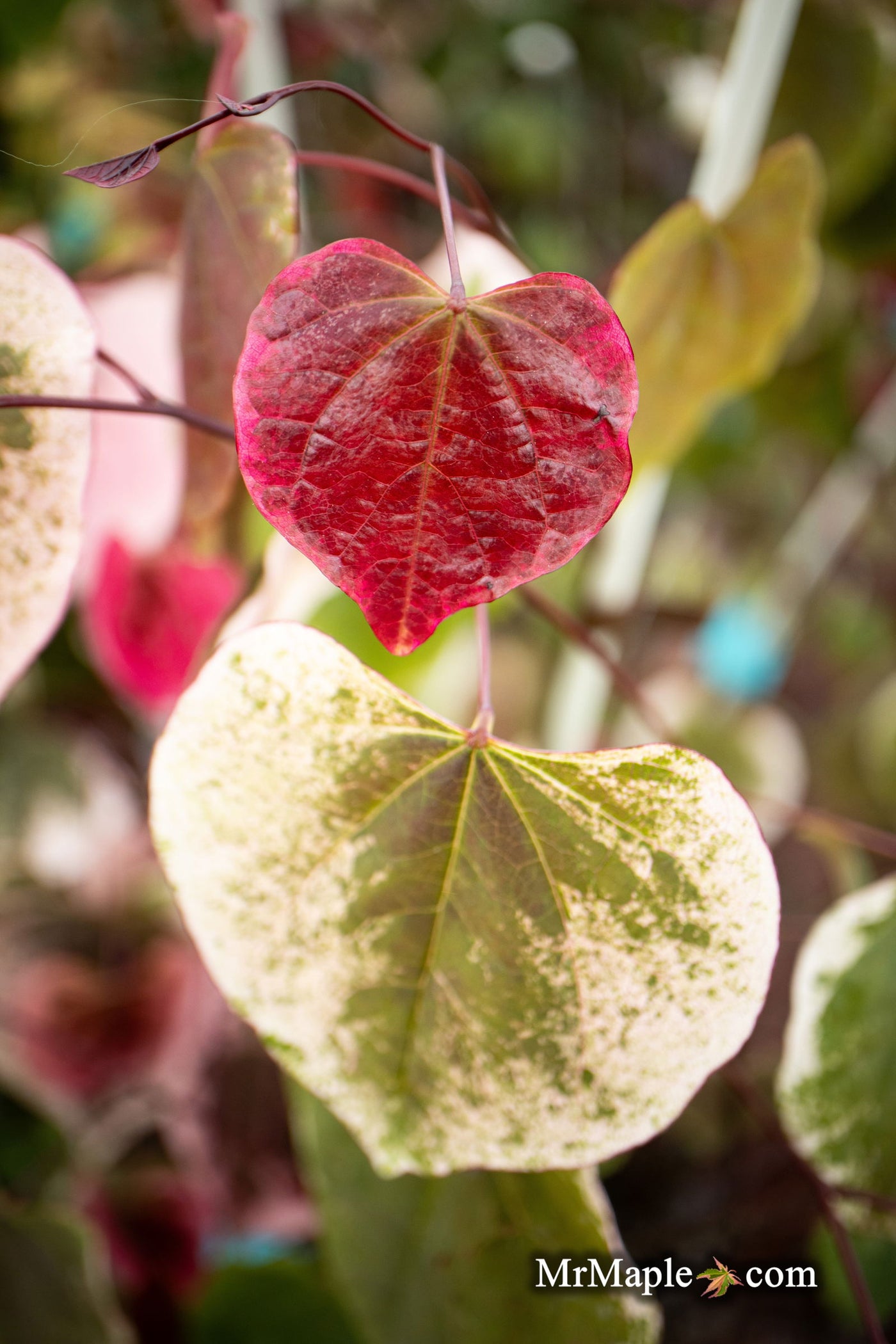Buy Cercis canadensis 'Carolina Sweetheart' Variegated Redbud Tree — Mr ...