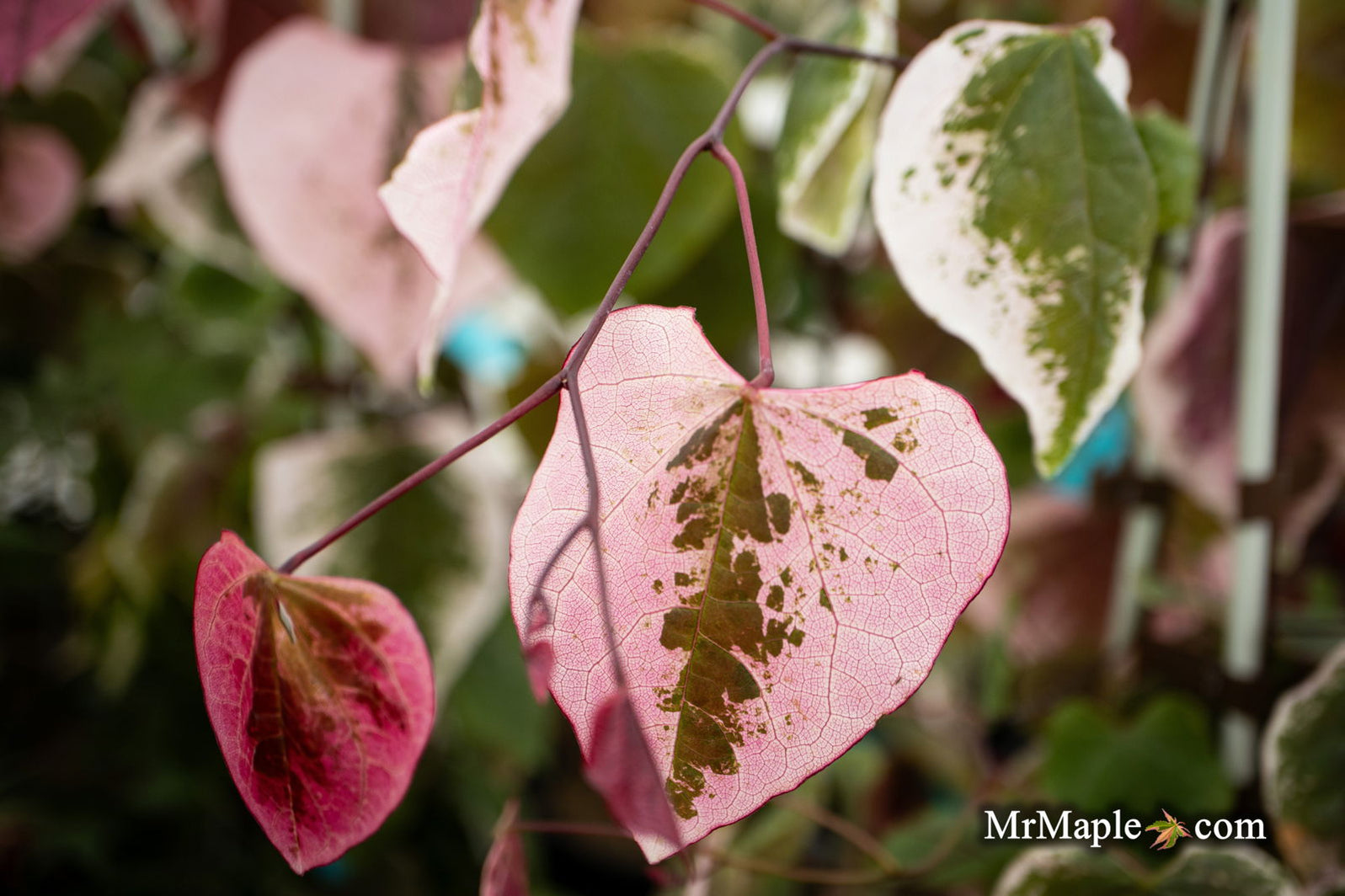 Buy Cercis canadensis 'Carolina Sweetheart' Variegated Redbud Tree — Mr ...