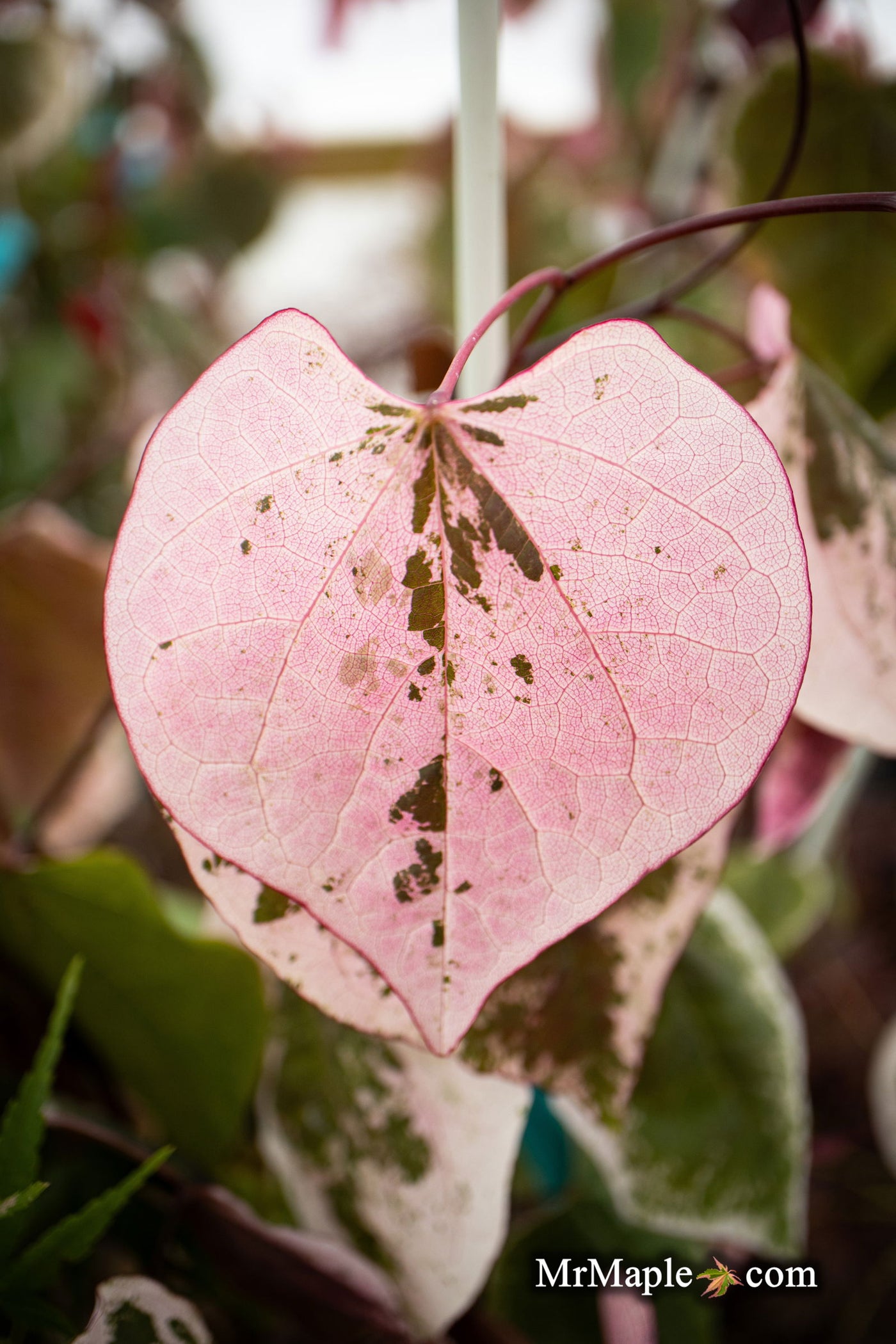 Buy Cercis canadensis 'Carolina Sweetheart' Variegated Redbud Tree — Mr ...