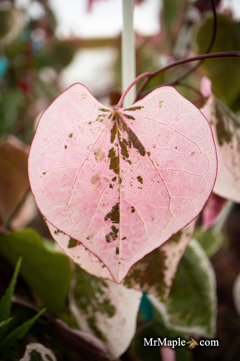 Buy Cercis canadensis 'Carolina Sweetheart' Variegated Redbud Tree — Mr ...