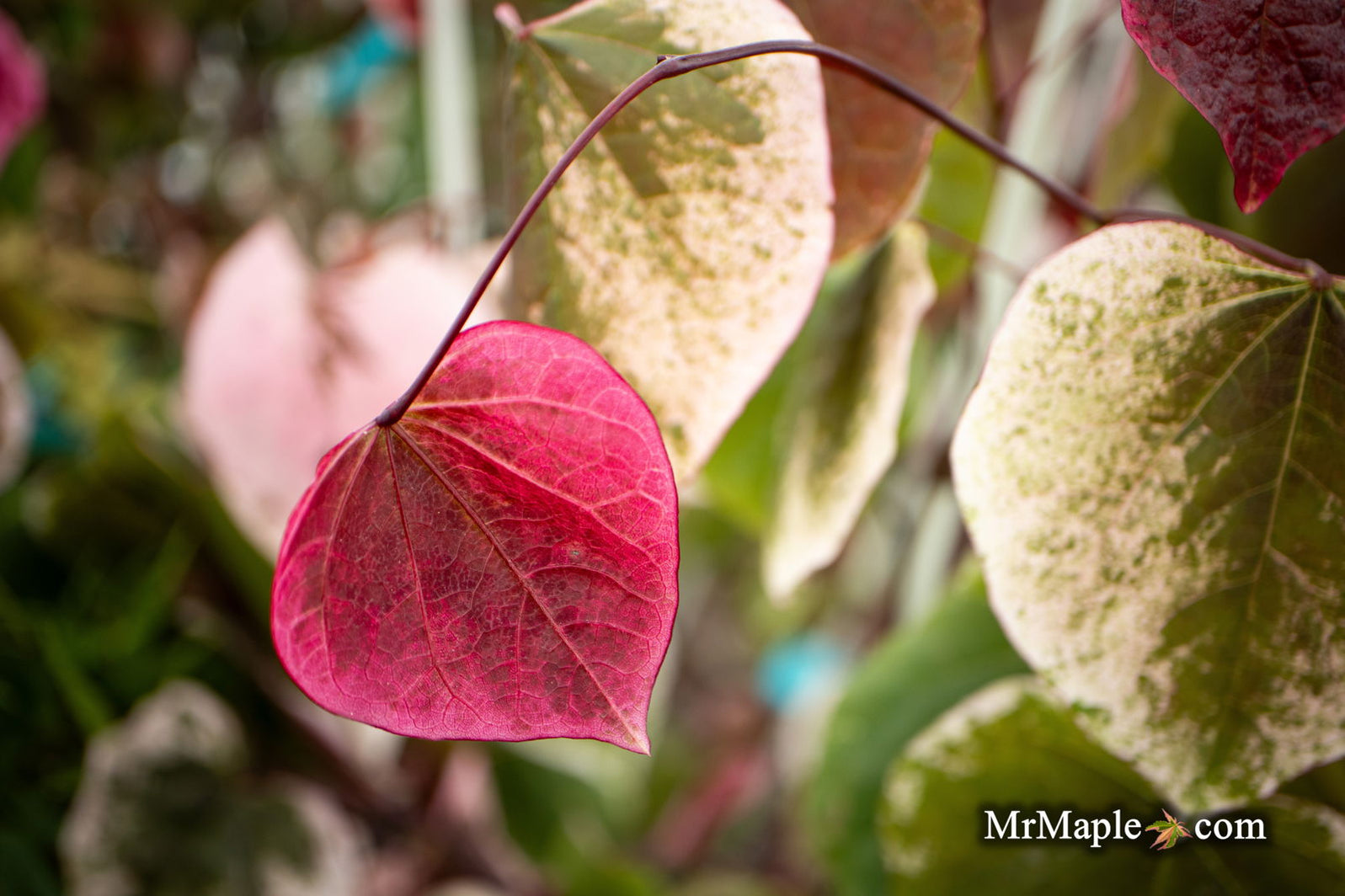 Buy Cercis canadensis 'Carolina Sweetheart' Variegated Redbud Tree — Mr ...