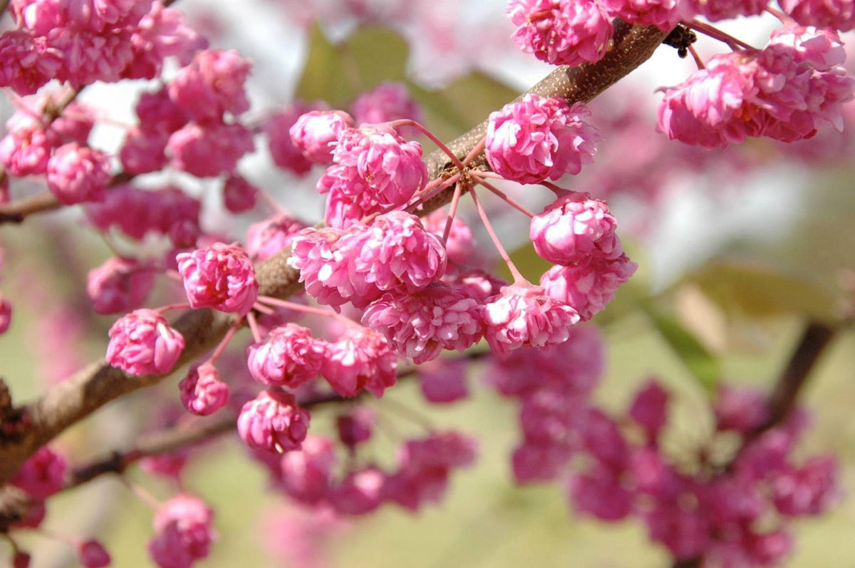 Buy Cercis canadensis 'Pink Pom Poms' Redbud Tree — Mr Maple │ Buy ...