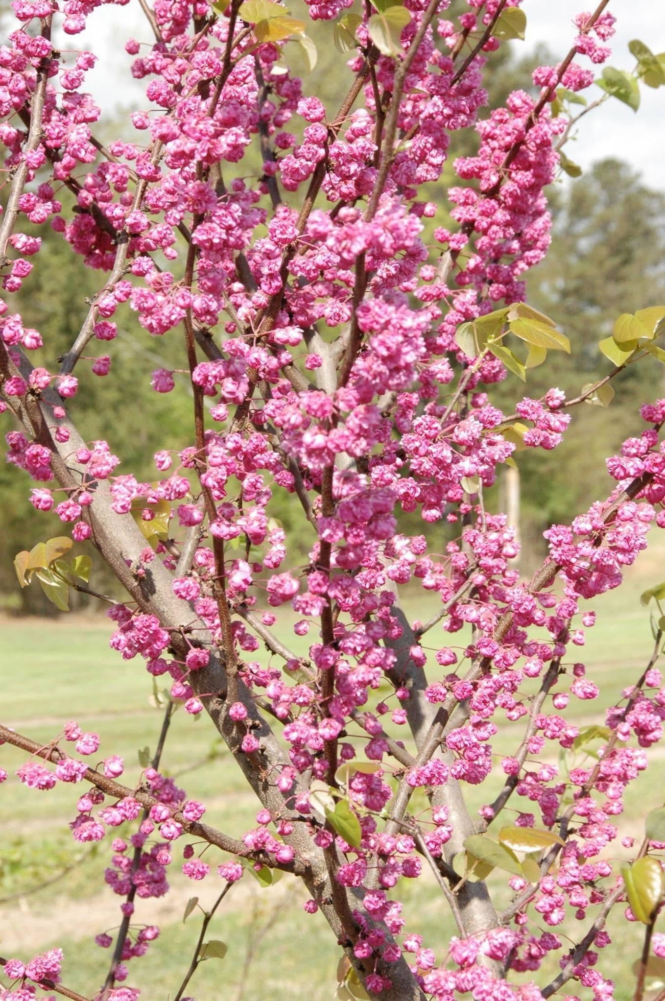 Buy Cercis canadensis 'Pink Pom Poms' Redbud Tree — Mr Maple │ Buy ...