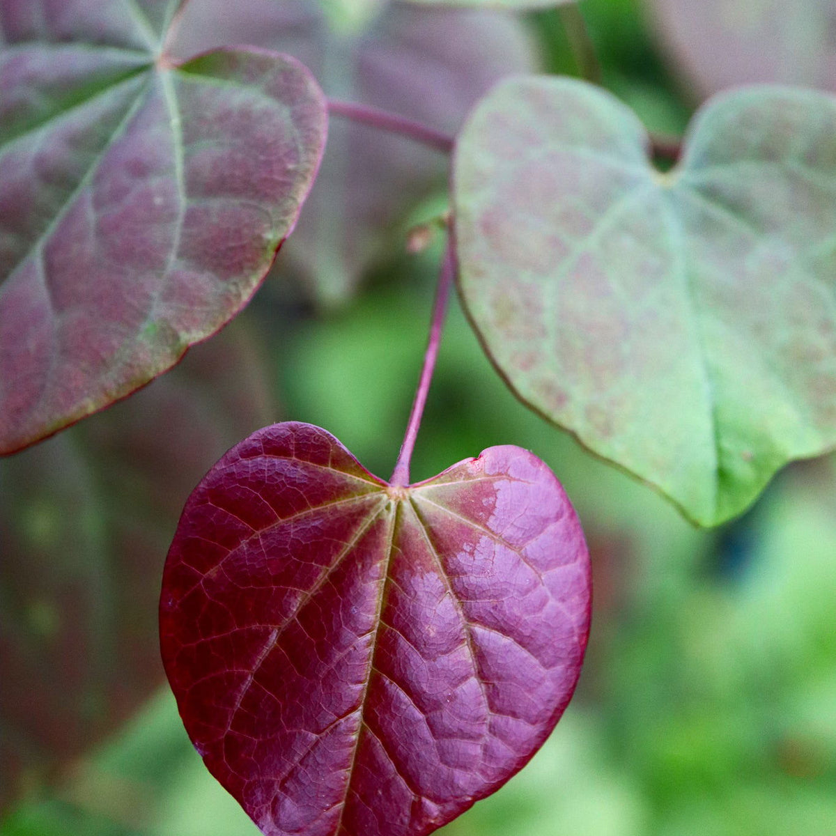 Buy Cercis canadensis 'Ruby Falls' Weeping Red Redbud Tree — Mr Maple ...