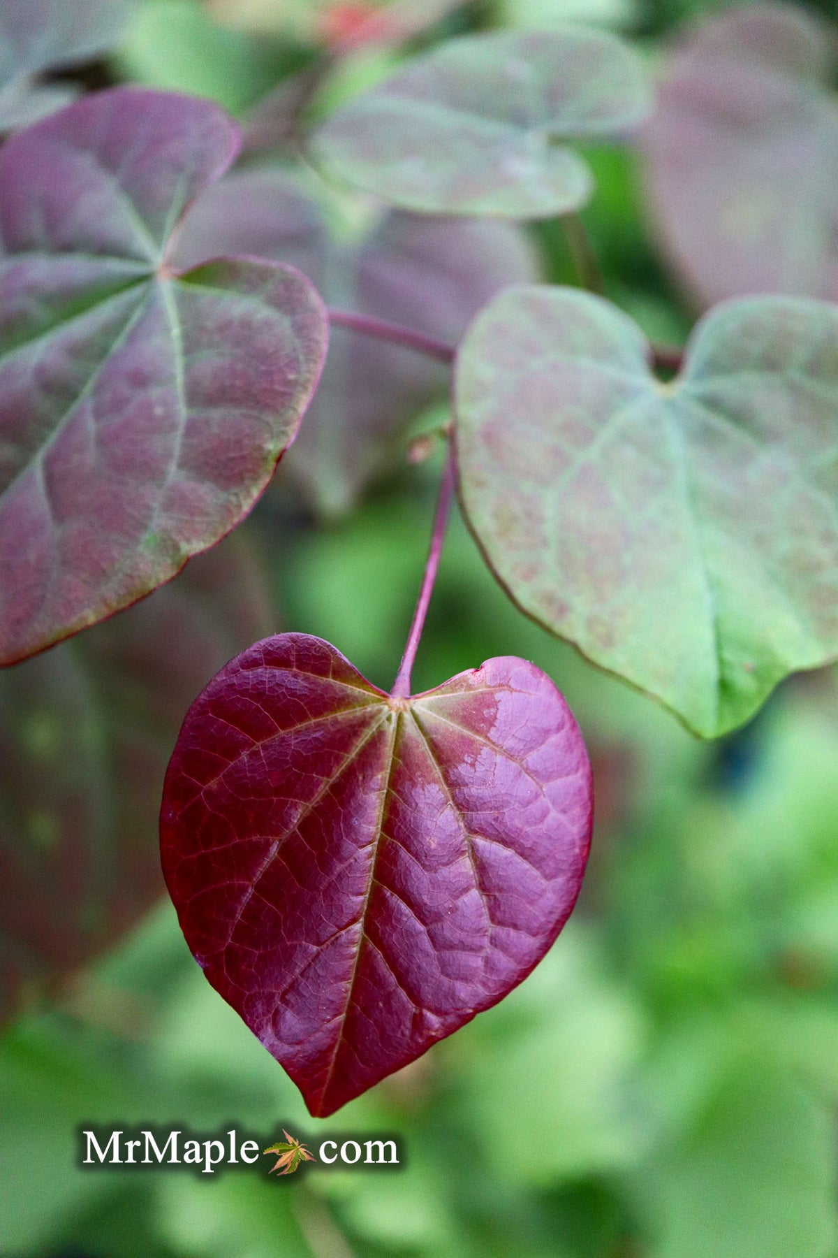 Buy Cercis canadensis 'Ruby Falls' Weeping Red Redbud Tree — Mr Maple ...