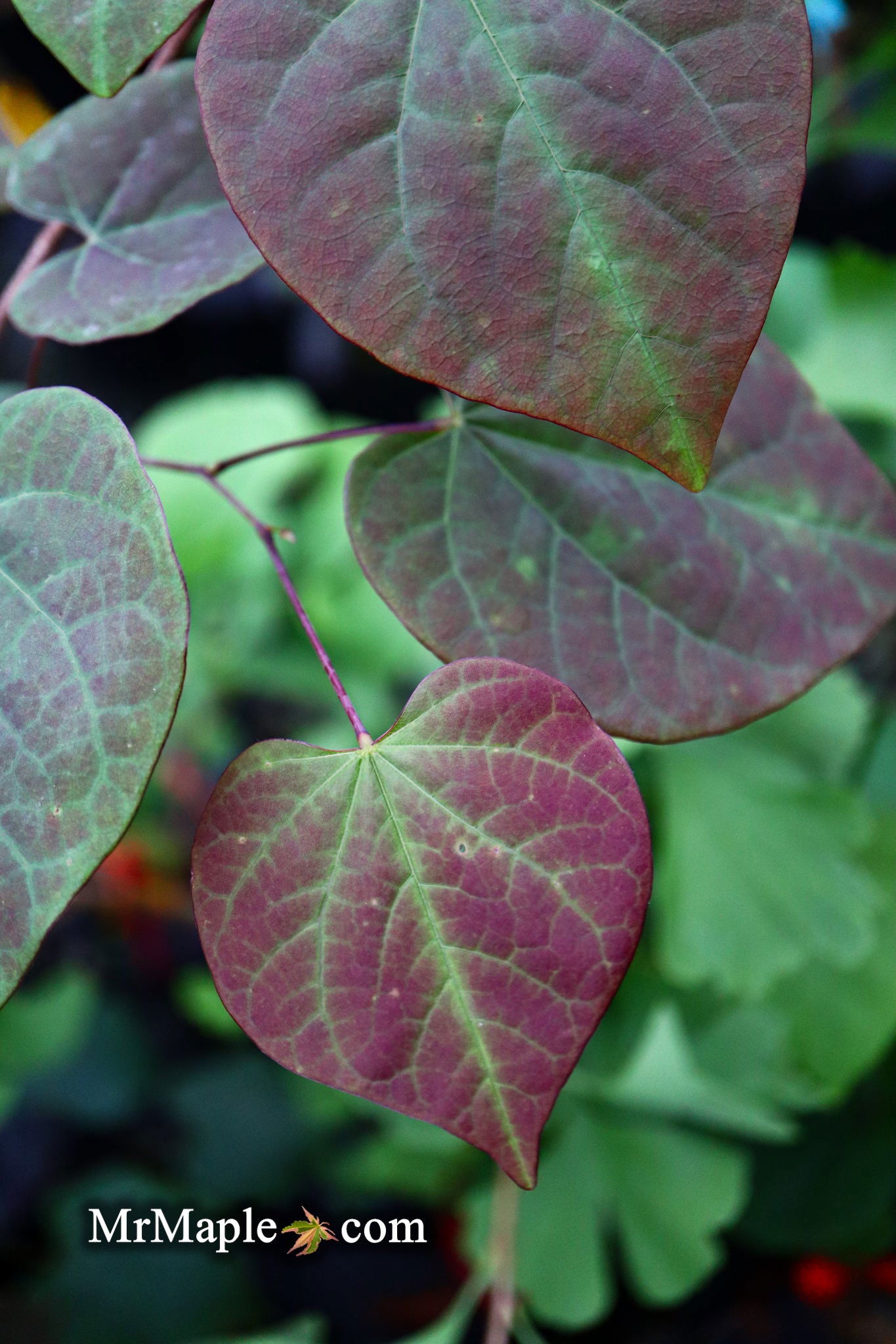 Buy Cercis canadensis 'Ruby Falls' Weeping Red Redbud Tree — Mr Maple ...