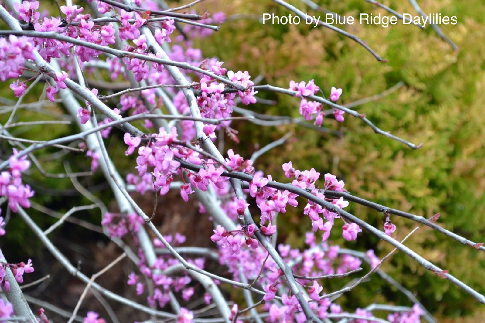 Buy Cercis canadensis 'Ruby Falls' Weeping Red Redbud Tree — Mr Maple ...