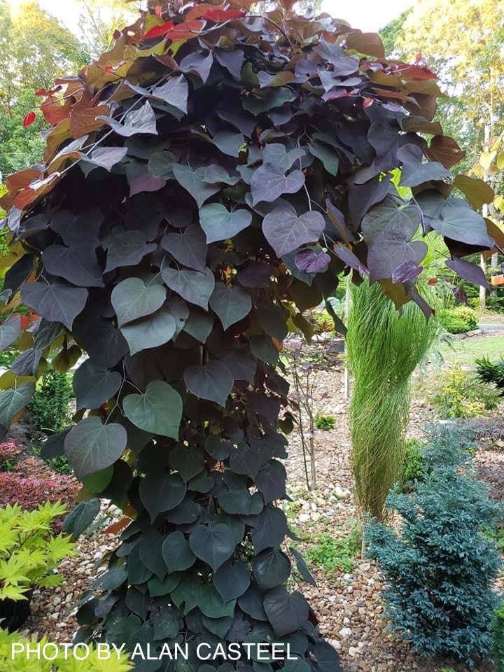 Buy Cercis canadensis 'Ruby Falls' Weeping Red Redbud Tree — Mr Maple ...
