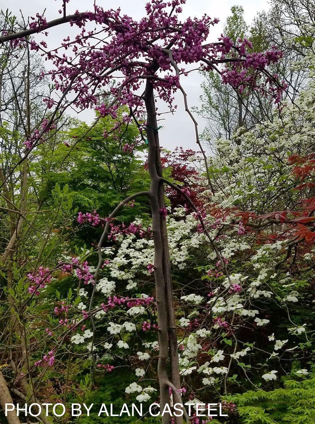 Buy Cercis canadensis 'Ruby Falls' Weeping Red Redbud Tree — Mr Maple ...