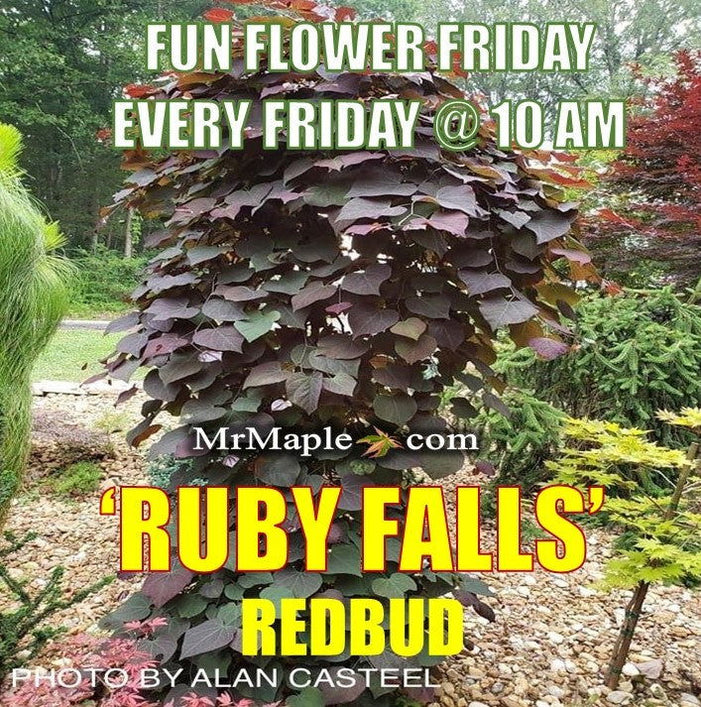 Buy Cercis canadensis 'Ruby Falls' Weeping Red Redbud Tree — Mr Maple ...