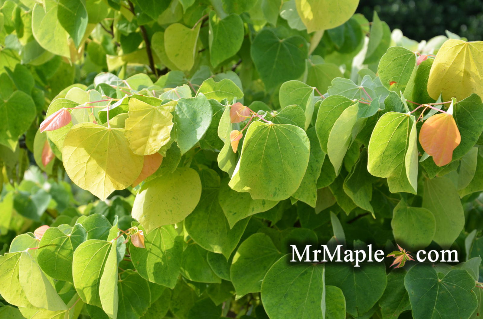 Buy Cercis canadensis 'JN3' The Rising Sun™ Golden Redbud Tree — Mr ...