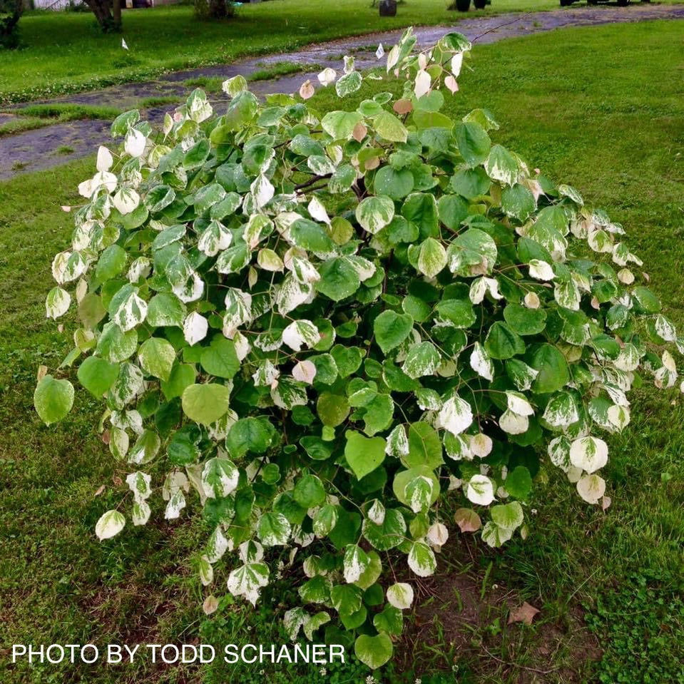 Buy Cercis canadensis 'Whitewater' Weeping Redbud Tree — Mr Maple │ Buy ...