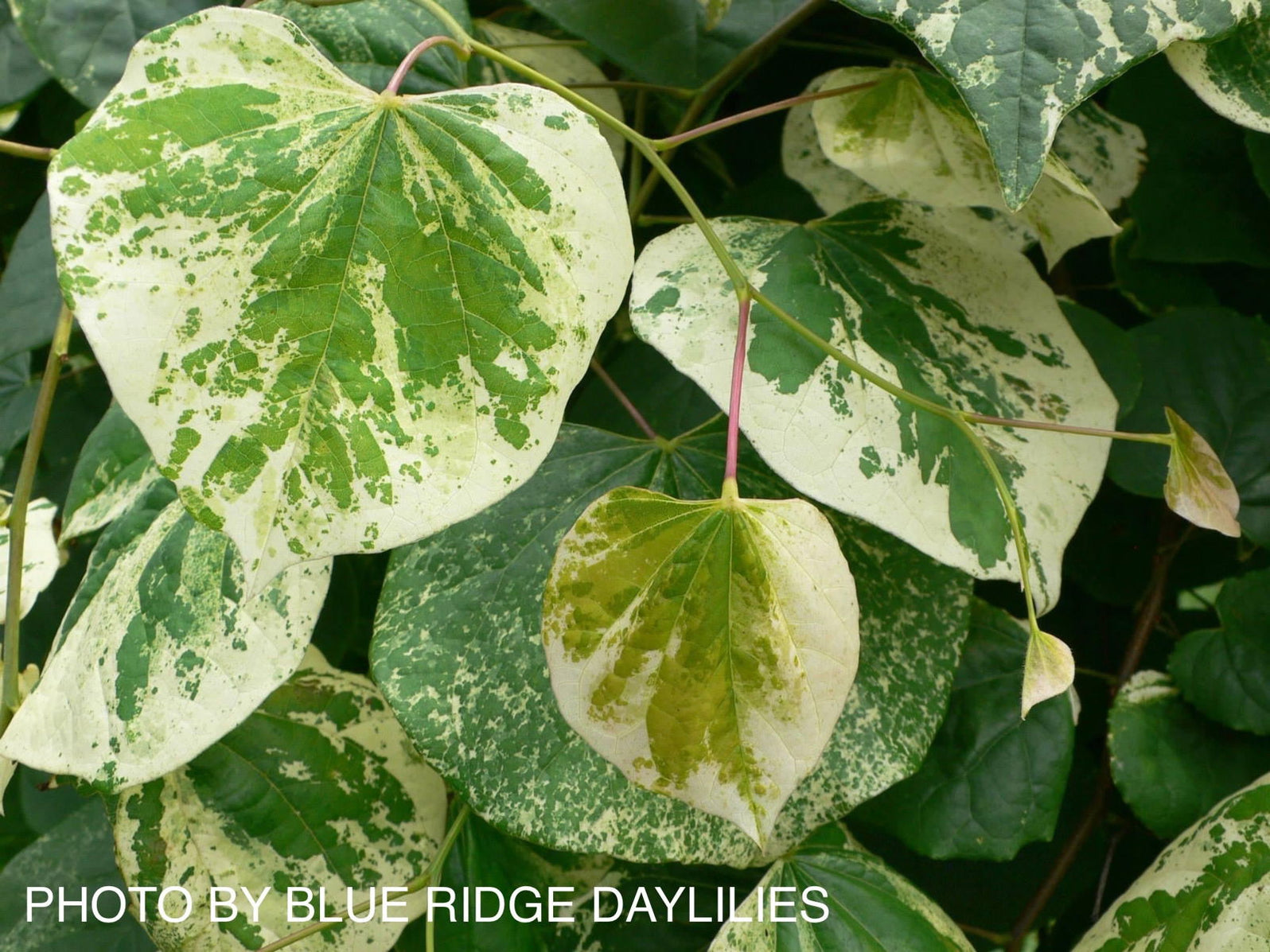Buy Cercis canadensis 'Whitewater' Weeping Redbud Tree — Mr Maple │ Buy ...