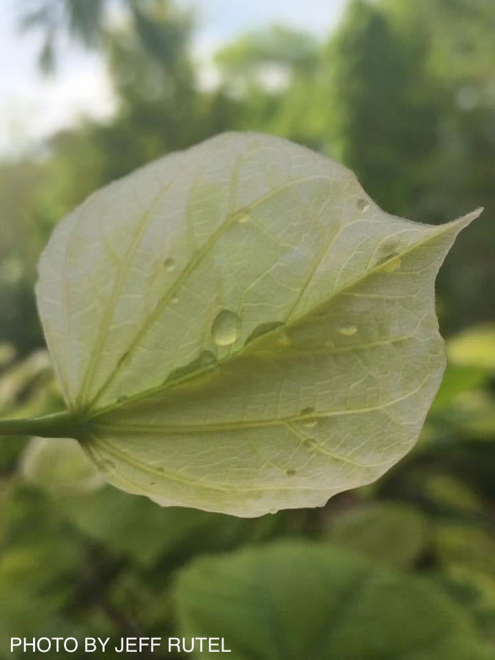 Buy Cercis canadensis 'Whitewater' Weeping Redbud Tree — Mr Maple │ Buy ...