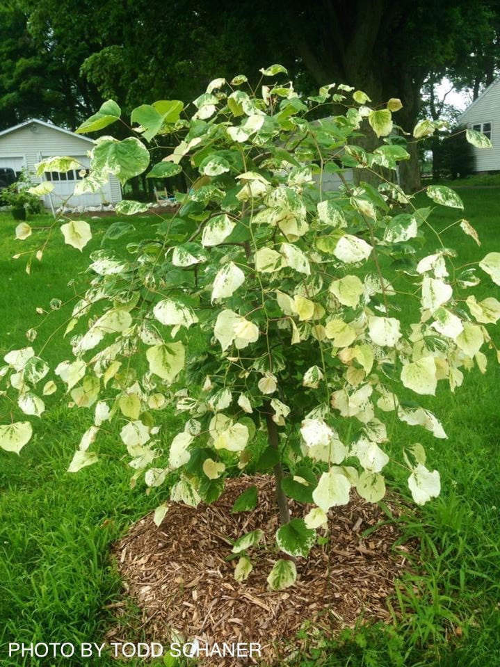 Buy Cercis canadensis 'Whitewater' Weeping Redbud Tree — Mr Maple │ Buy ...