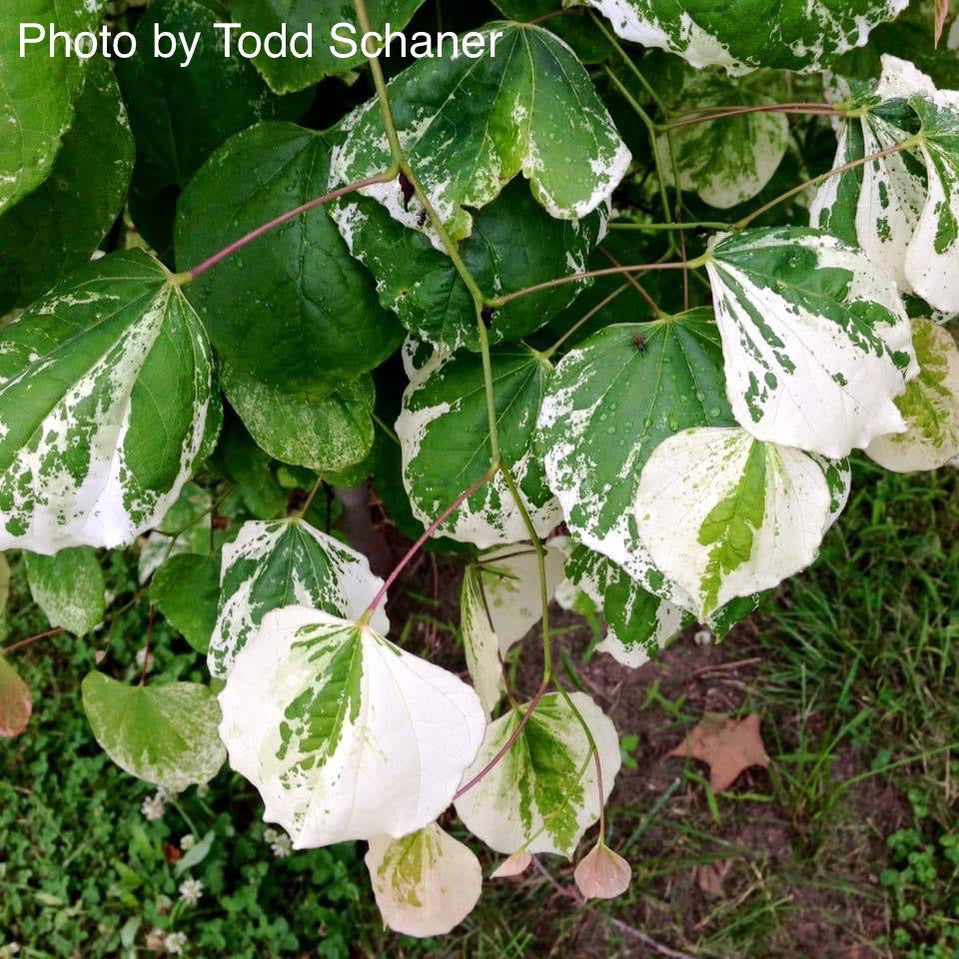 Buy Cercis canadensis 'Whitewater' Weeping Redbud Tree — Mr Maple │ Buy ...