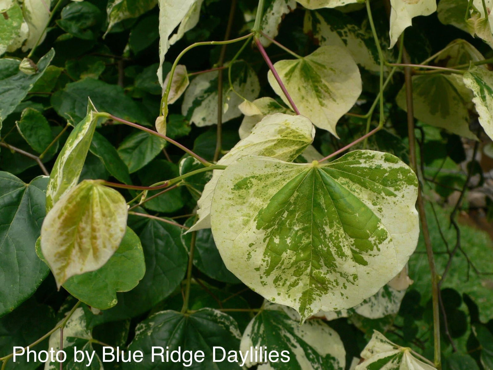 Buy Cercis canadensis 'Whitewater' Weeping Redbud Tree — Mr Maple │ Buy ...