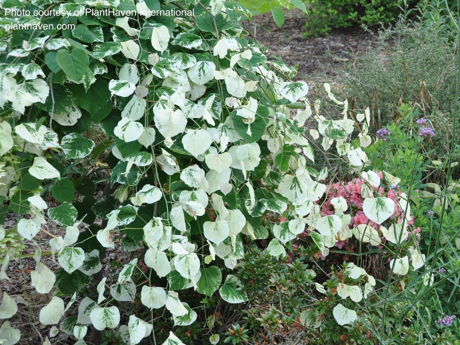 Buy Cercis canadensis 'Whitewater' Weeping Redbud Tree — Mr Maple │ Buy ...