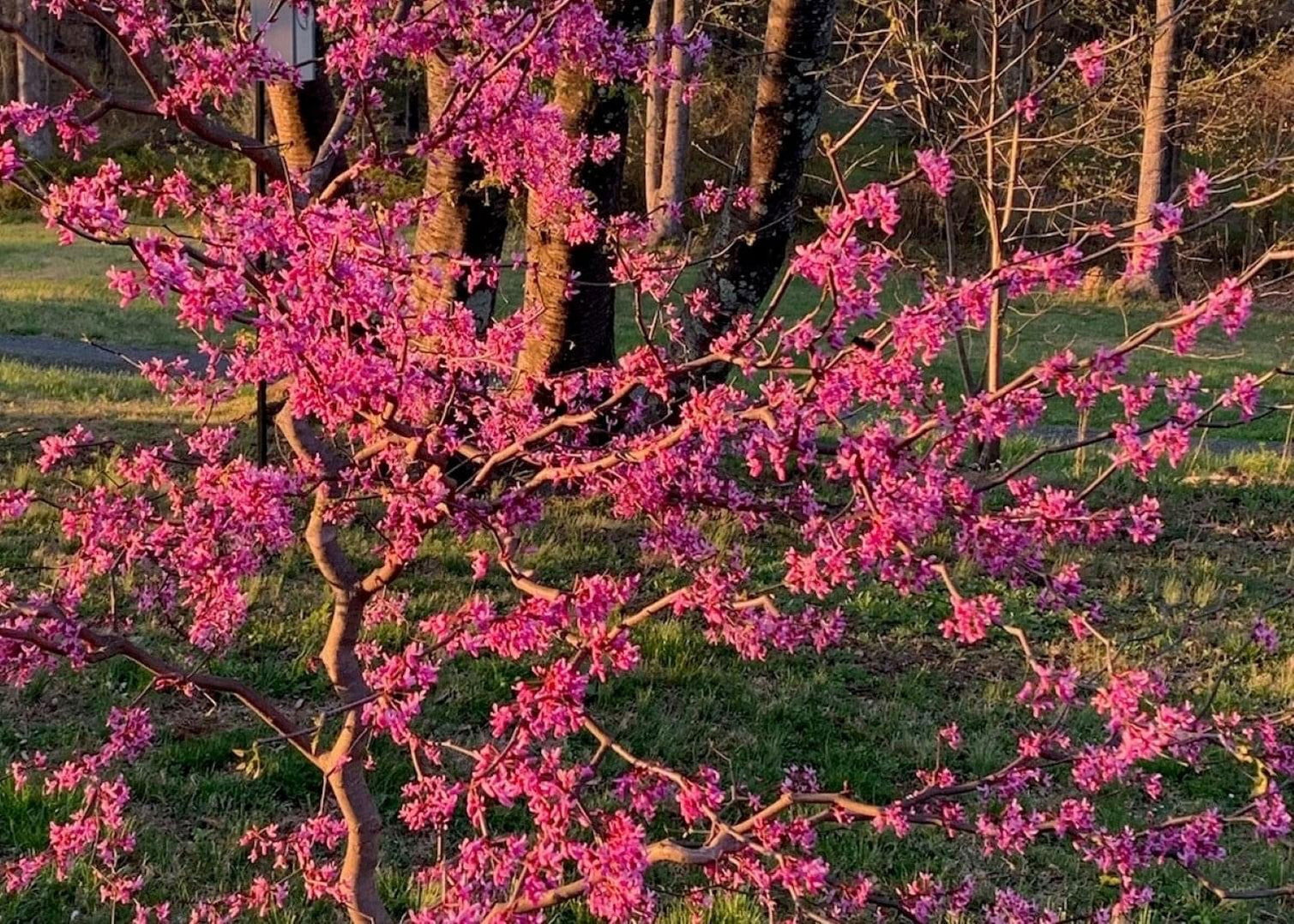 Buy Cercis canadensis 'Seirb' Zig Zag® Redbud Tree — Mr Maple │ Buy Japanese Maple Trees