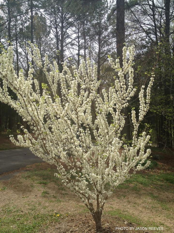 Buy Cercis chinensis 'Alba' White Blooming Redbud Tree — Mr Maple │ Buy ...