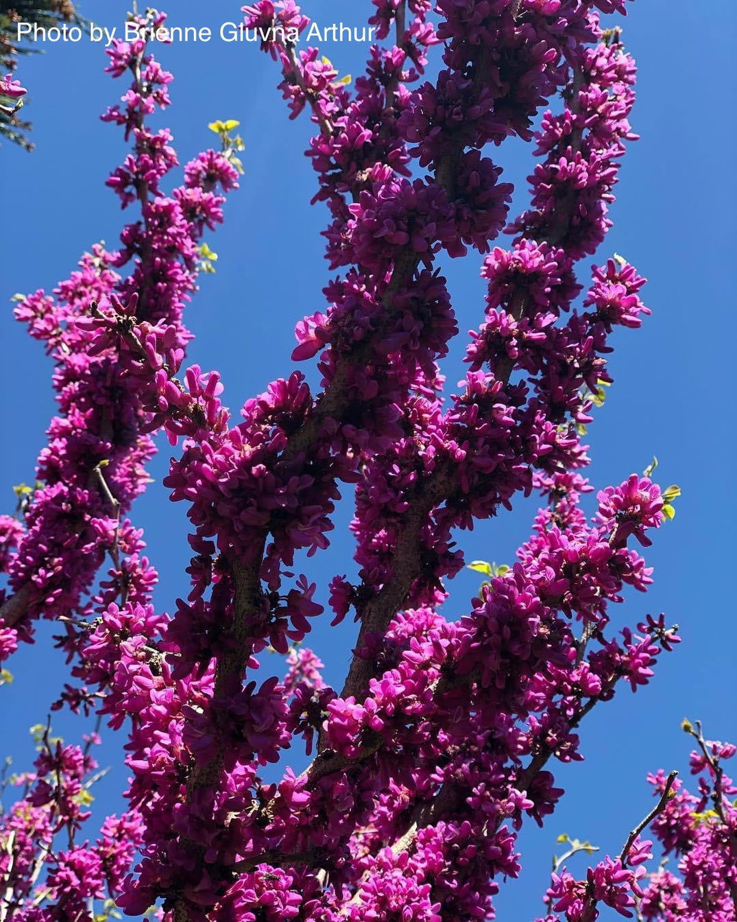 Buy Cercis chinensis 'Don Egolf' Heavy Blooming Redbud Tree — Mr Maple ...